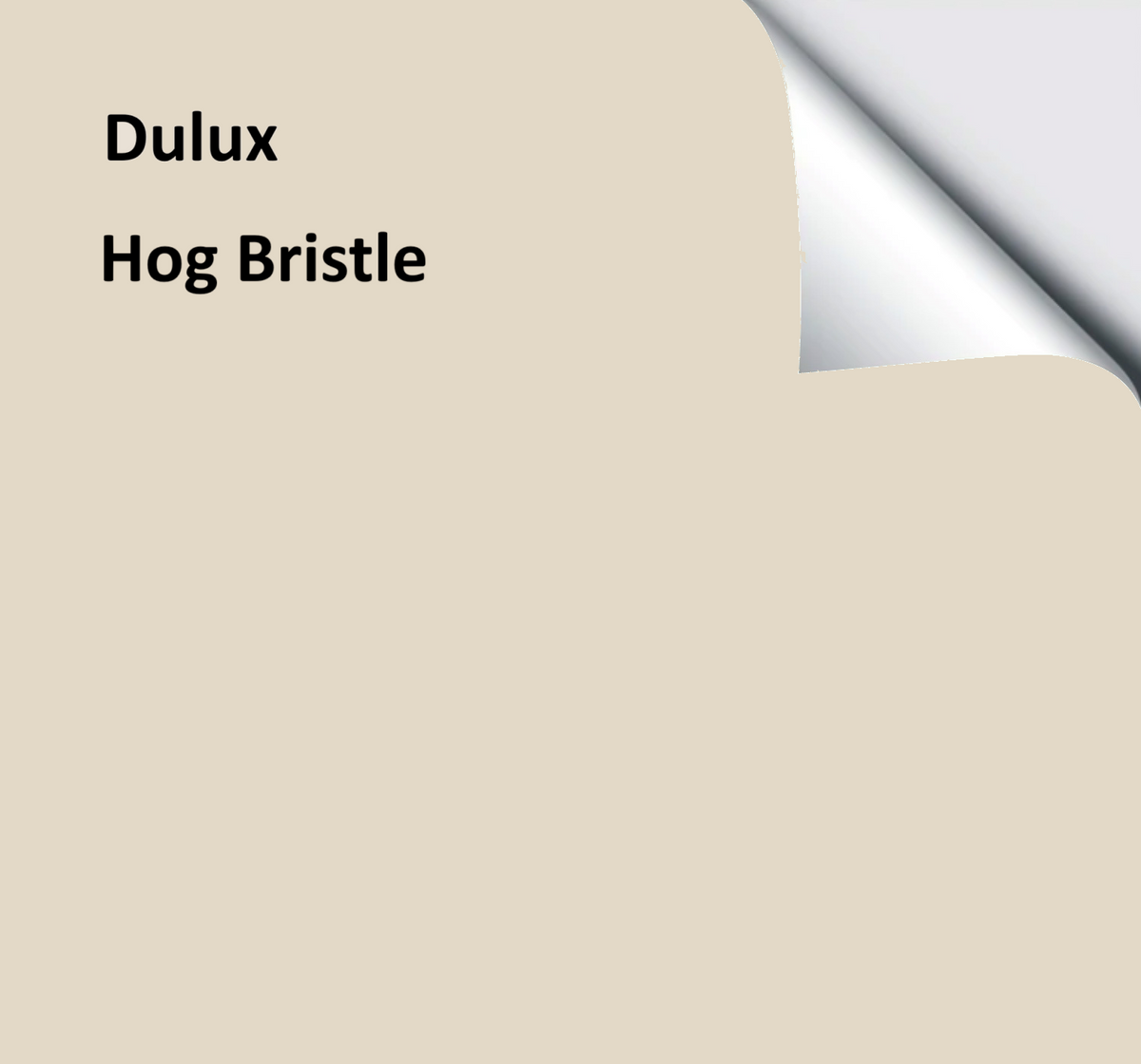 Dulux Hog Bristle® – The Big Paint Sample
